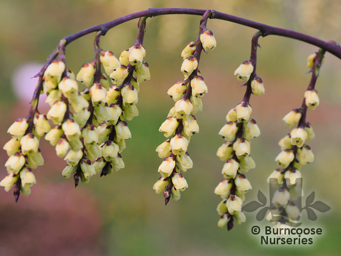 Stachyurus Praecox from Burncoose Nurseries