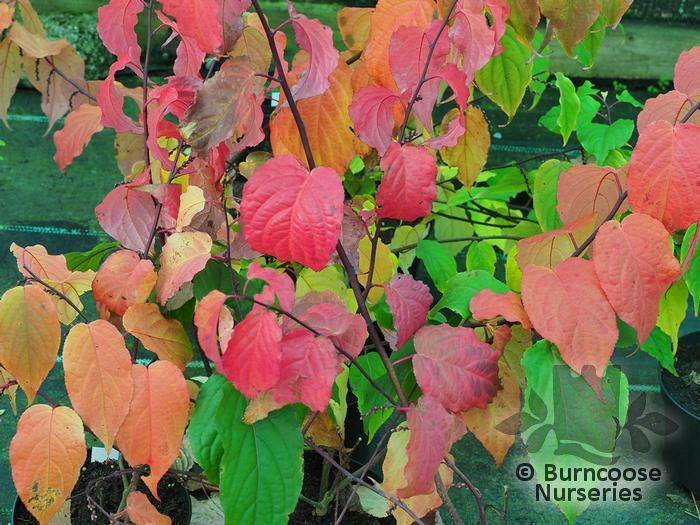 Stachyurus Praecox from Burncoose Nurseries