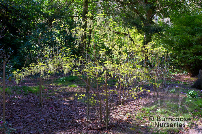 Stachyurus Praecox from Burncoose Nurseries