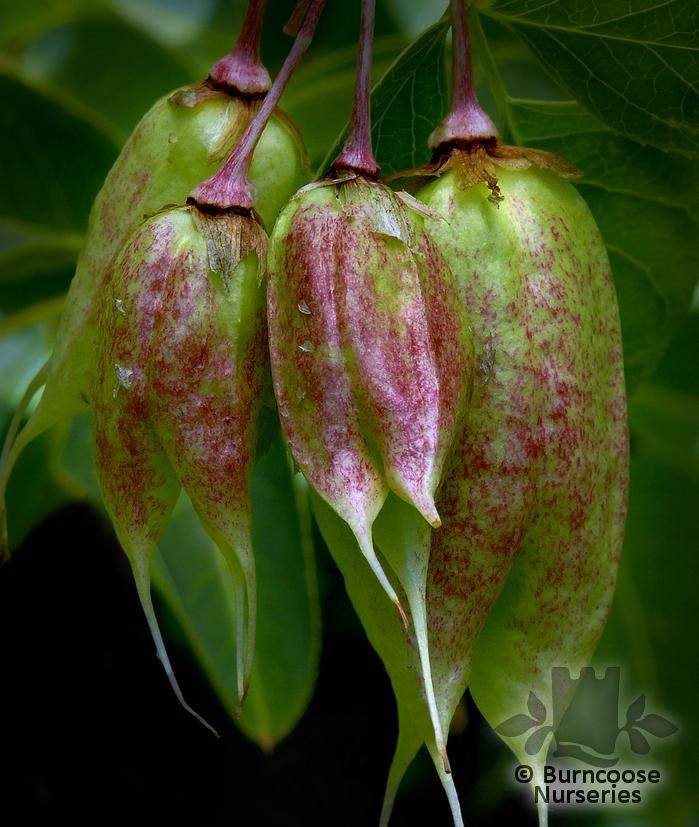 Buy Staphylea plants from Burncoose Nurseries