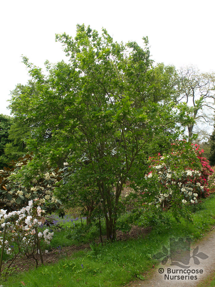 Staphylea from Burncoose Nurseries