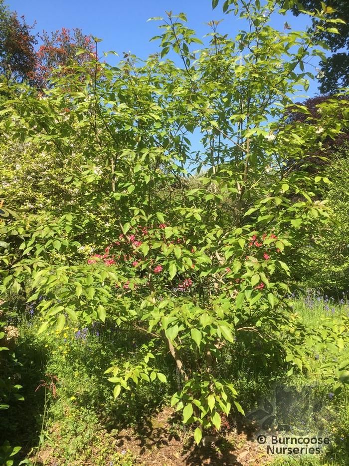 Staphylea from Burncoose Nurseries