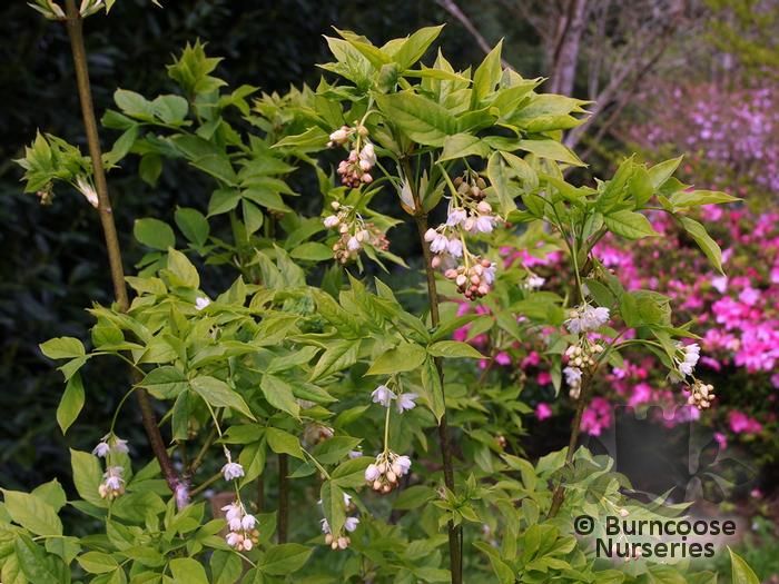 Staphylea Pinnata from Burncoose Nurseries