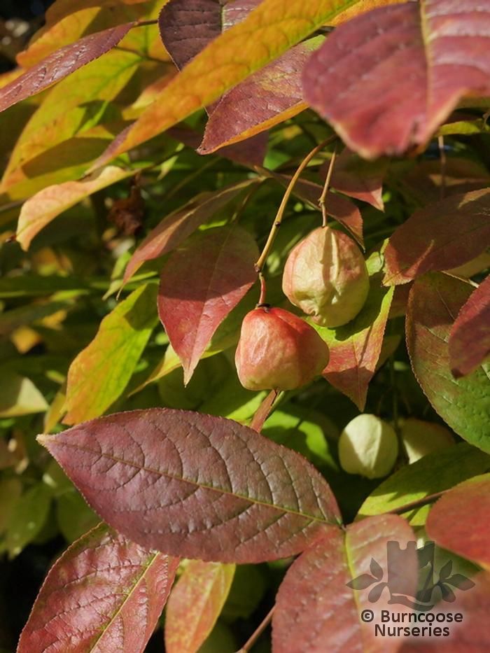Staphylea Pinnata from Burncoose Nurseries