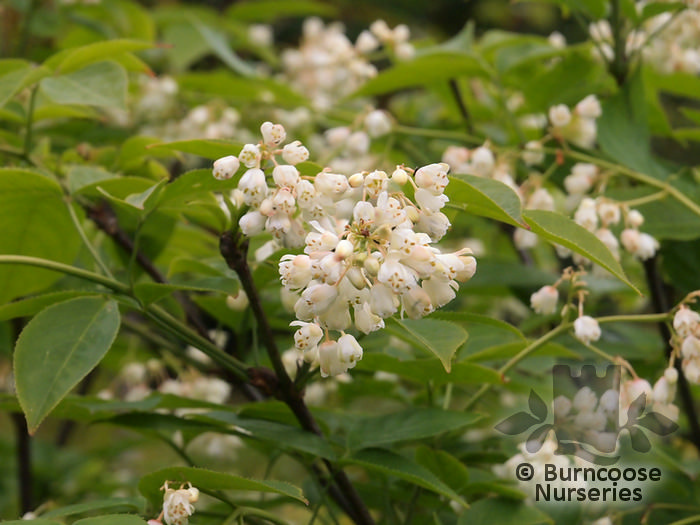 Staphylea Trifolia from Burncoose Nurseries