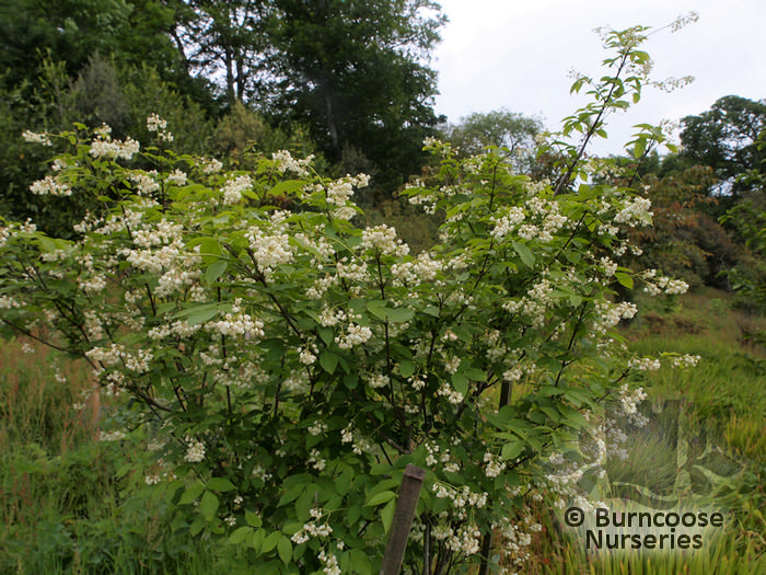 Staphylea Trifolia from Burncoose Nurseries