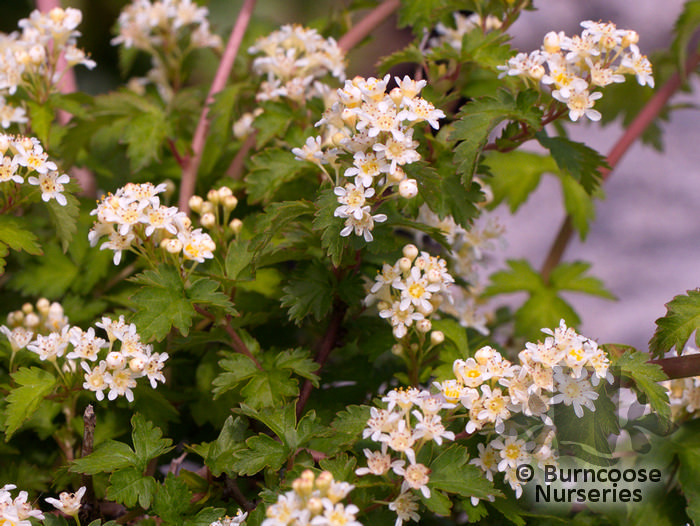 Stephanandra from Burncoose Nurseries