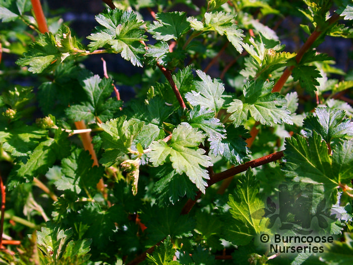 Stephanandra Incisa 'Crispa' from Burncoose Nurseries