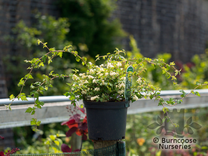 Stephanandra Incisa 'Crispa' from Burncoose Nurseries