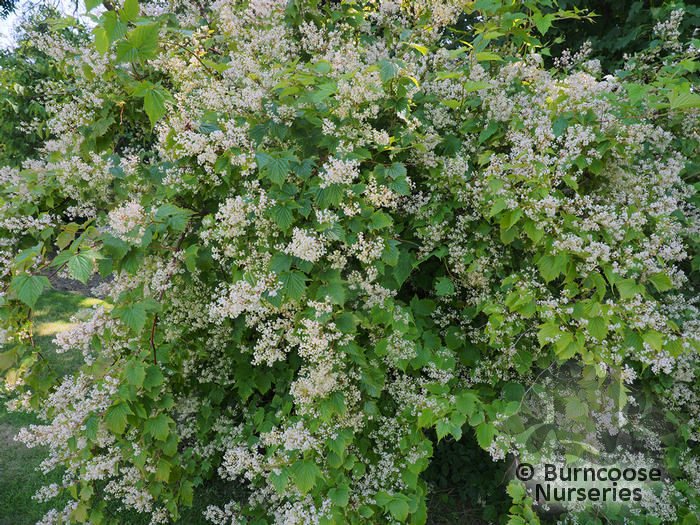 Stephanandra Tanakae from Burncoose Nurseries