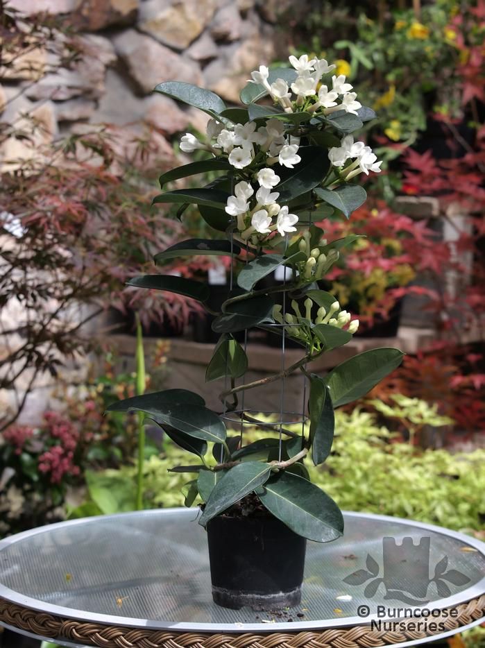 Stephanotis Floribunda from Burncoose Nurseries
