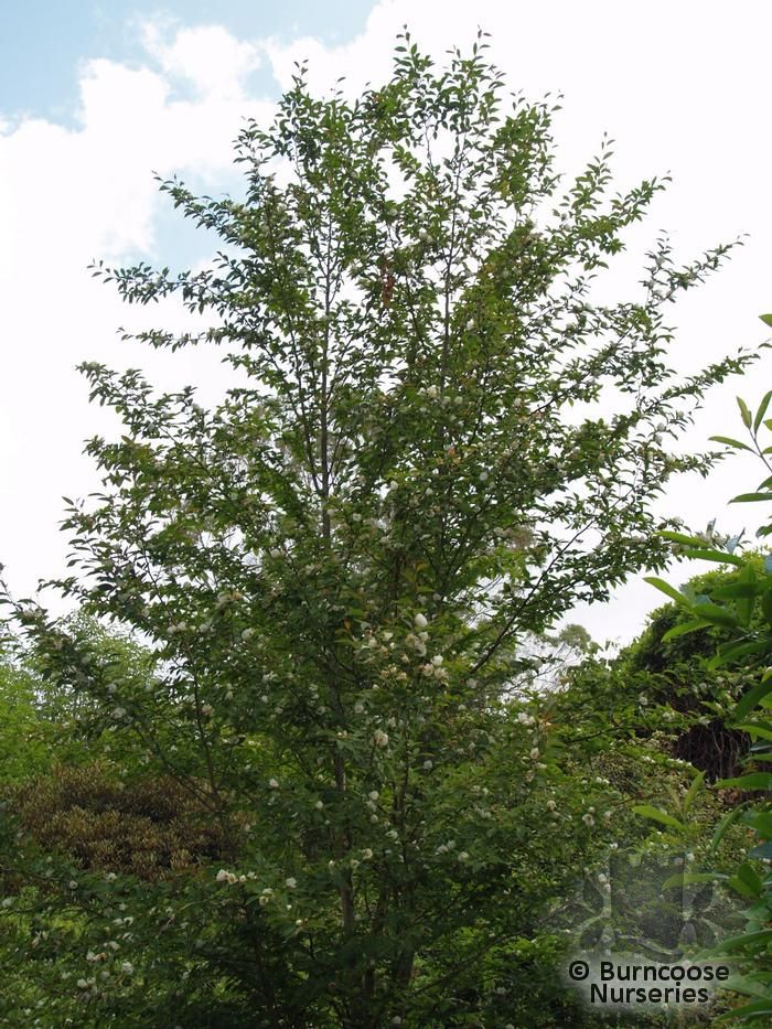 Stewartia Pseudocamellia from Burncoose Nurseries