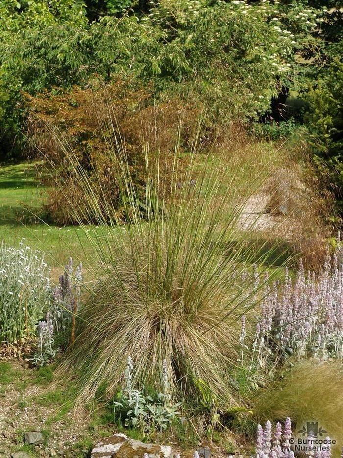 Stipa from Burncoose Nurseries