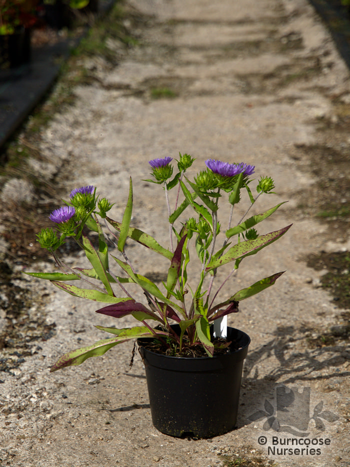 Stokesia Laevis 'Blue Star' from Burncoose Nurseries
