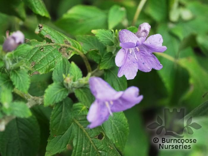 Strobilanthes Flexicaulis from Burncoose Nurseries