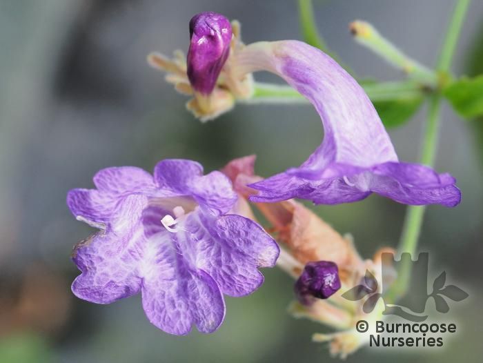 Strobilanthes from Burncoose Nurseries