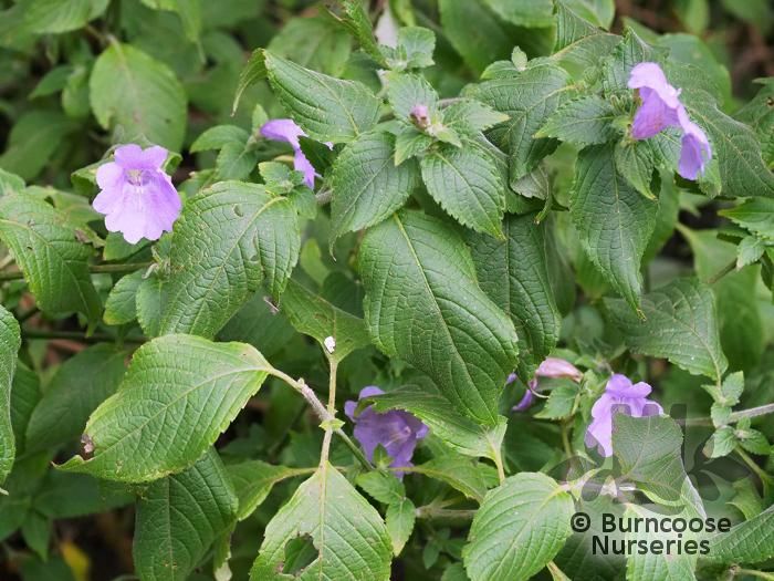 Strobilanthes from Burncoose Nurseries