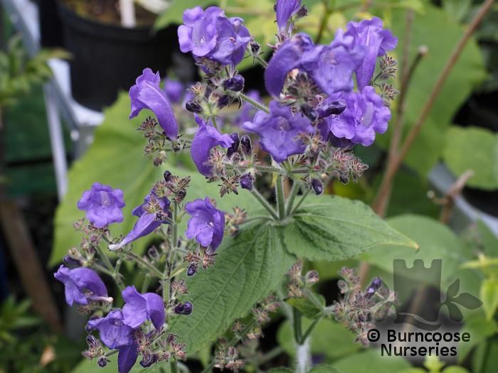 Strobilanthes from Burncoose Nurseries