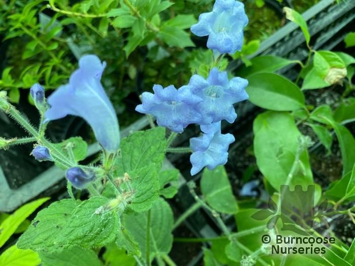 Strobilanthes Wallichii from Burncoose Nurseries