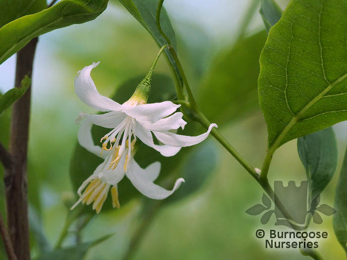 Styrax from Burncoose Nurseries
