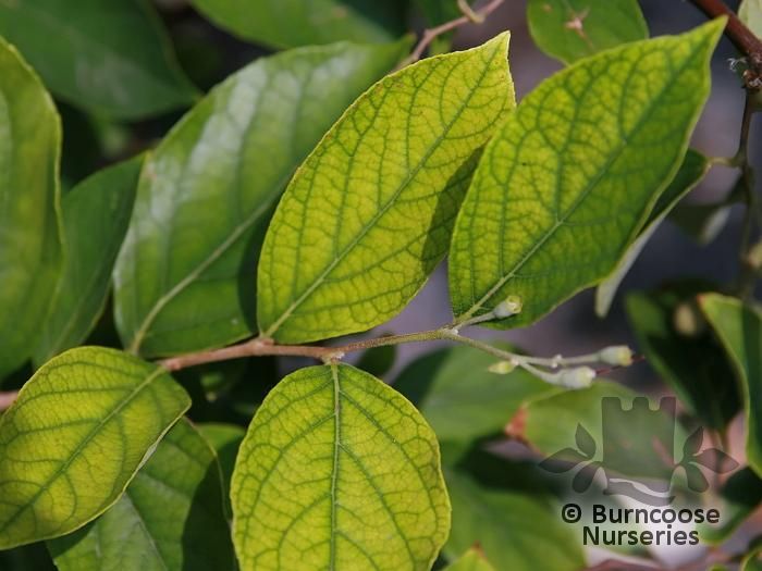 Styrax Confusus from Burncoose Nurseries