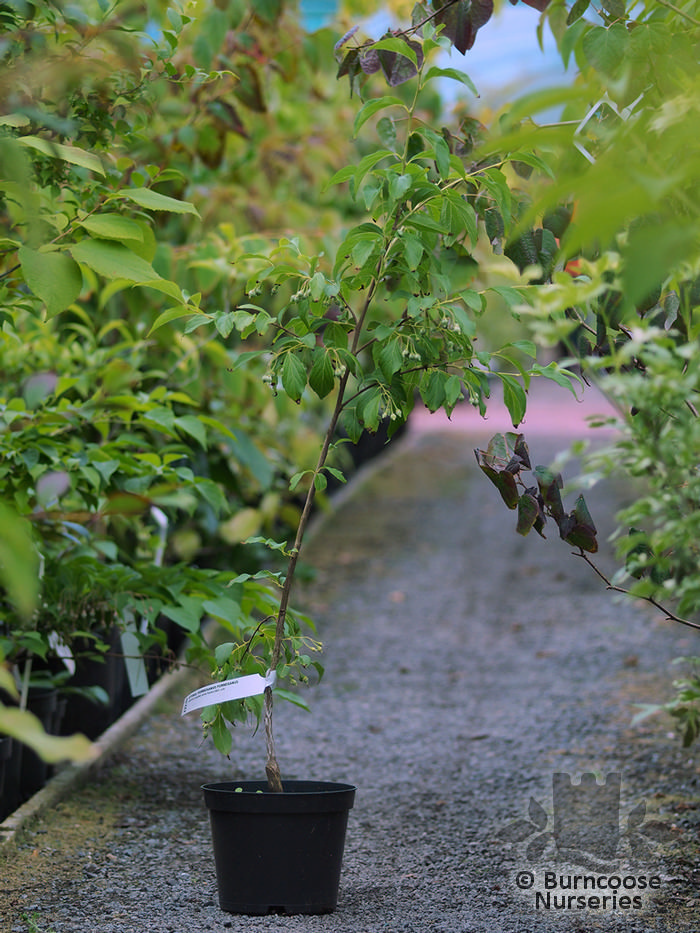 Styrax Formosanus Var. Formosanus from Burncoose Nurseries
