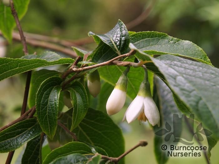 Styrax Hookeri from Burncoose Nurseries