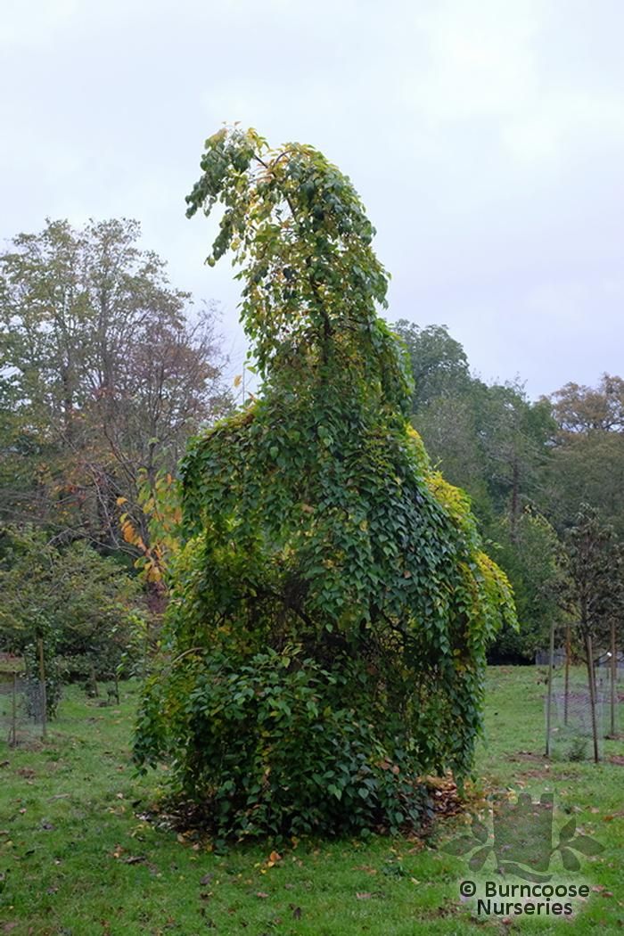 Styrax from Burncoose Nurseries - Page 1