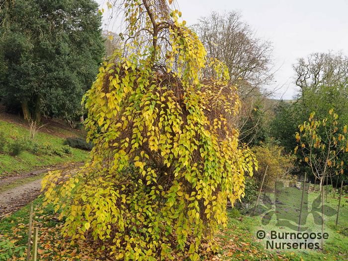Styrax Japonicus 'Pendulus' from Burncoose Nurseries