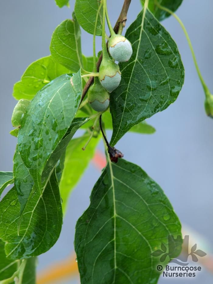 Styrax Japonicus from Burncoose Nurseries