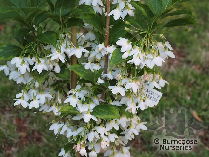 Styrax Japonicus 'June Snow' from Burncoose Nurseries