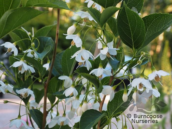 Styrax Japonicus 'June Snow' from Burncoose Nurseries