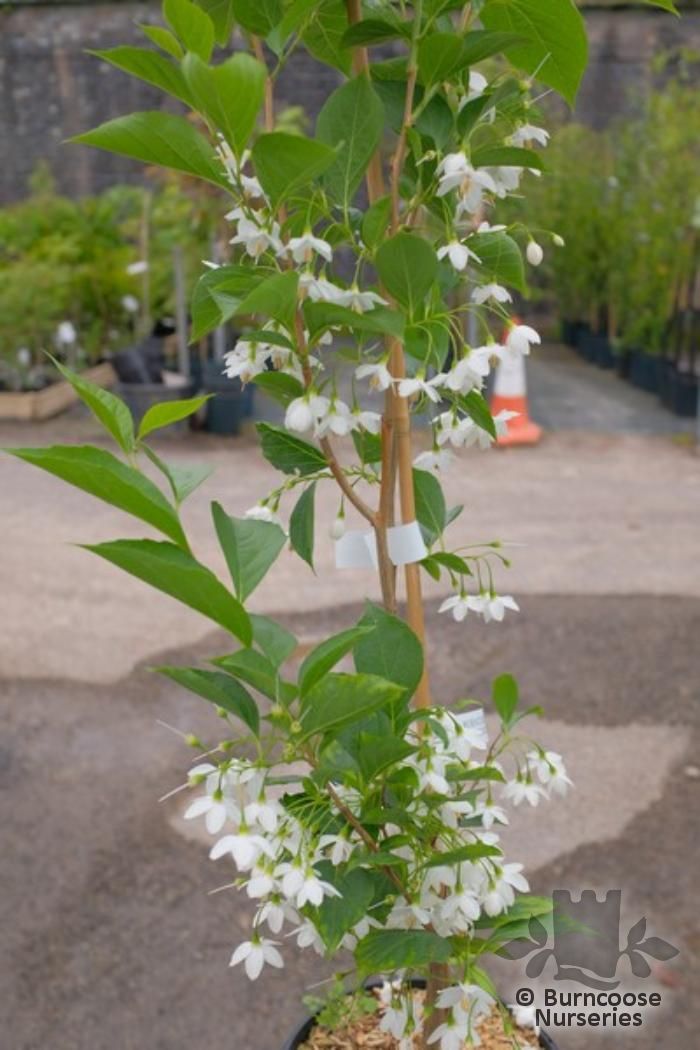 Styrax Japonicus 'June Snow' from Burncoose Nurseries