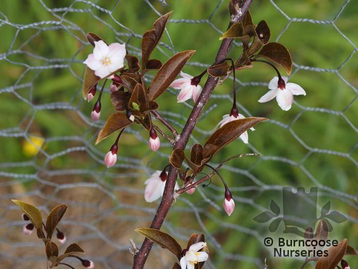 Styrax Japonicus 'Pink Snowbell' from Burncoose Nurseries