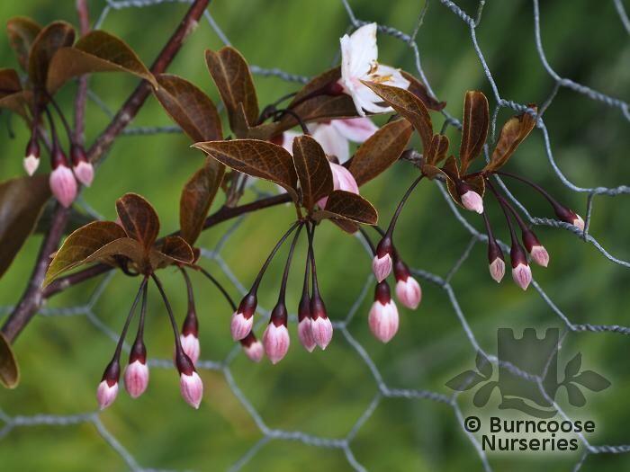 Styrax Japonicus 'Pink Snowbell' from Burncoose Nurseries