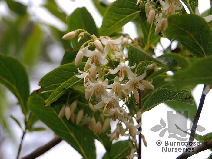 Styrax Officinalis from Burncoose Nurseries
