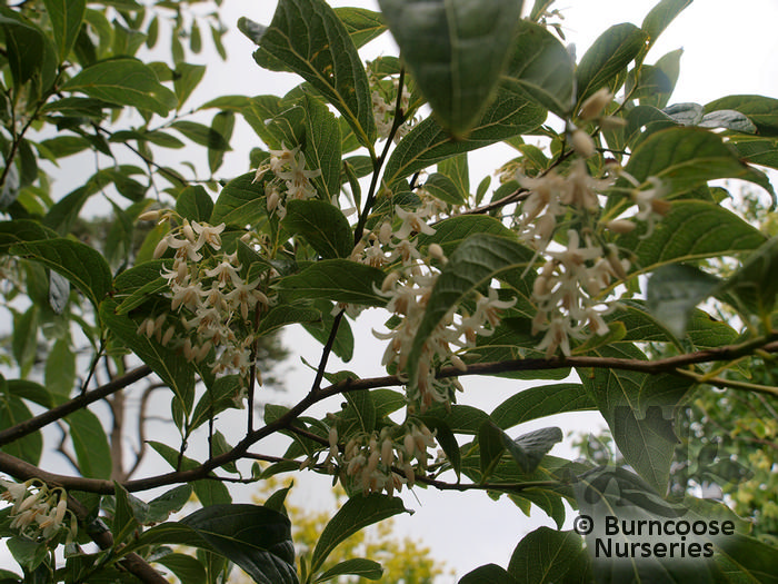 Styrax Officinalis from Burncoose Nurseries