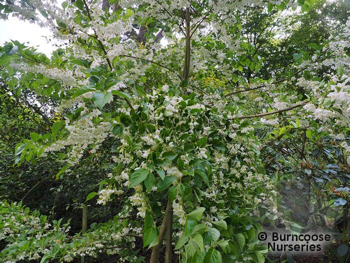 Styrax Japonicus 'Sohuksan' from Burncoose Nurseries