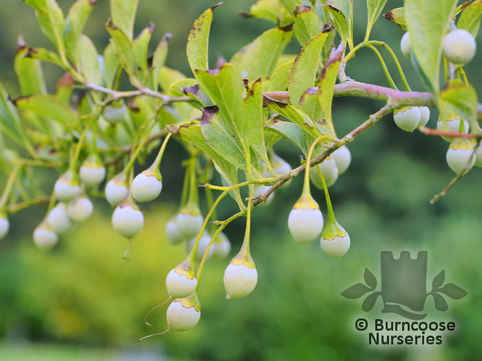 Styrax Japonicus from Burncoose Nurseries