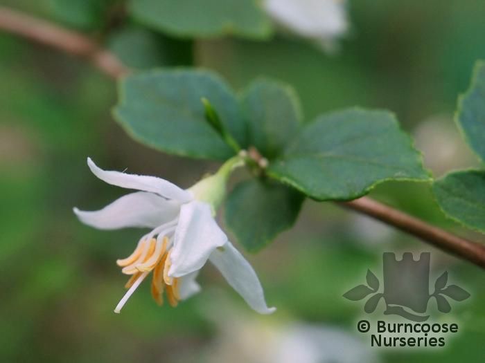 Styrax Wilsonii from Burncoose Nurseries