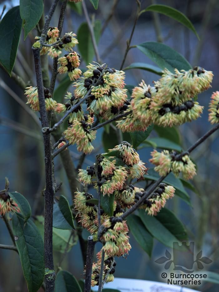 Sycopsis from Burncoose Nurseries