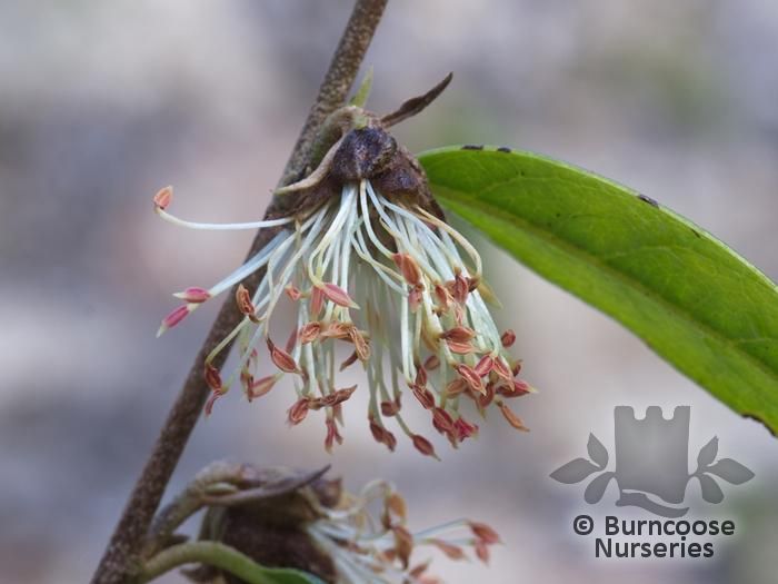 Sycopsis Sinensis from Burncoose Nurseries