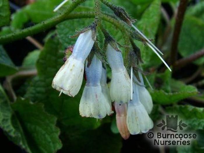 Symphytum Grandiflorum 'Wisley Blue' from Burncoose Nurseries