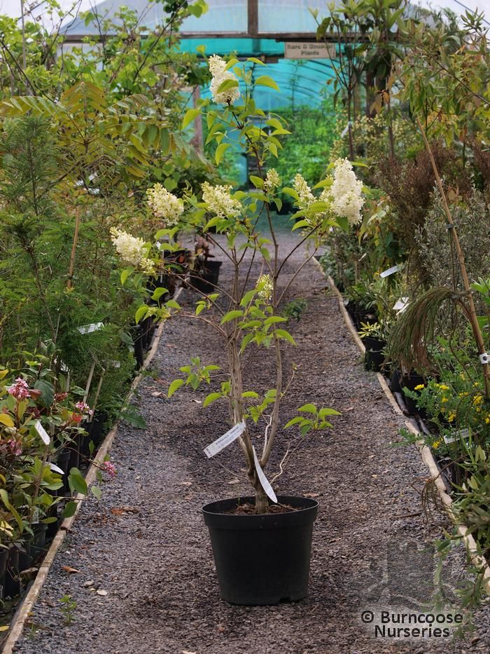 Syringa Vulgaris 'Primrose' from Burncoose Nurseries