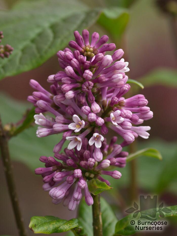 Syringa Prestoniae 'Minuet' from Burncoose Nurseries