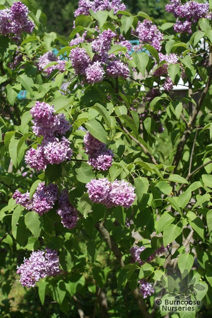Syringa X Hyacinthiflora 'Sweetheart' from Burncoose Nurseries