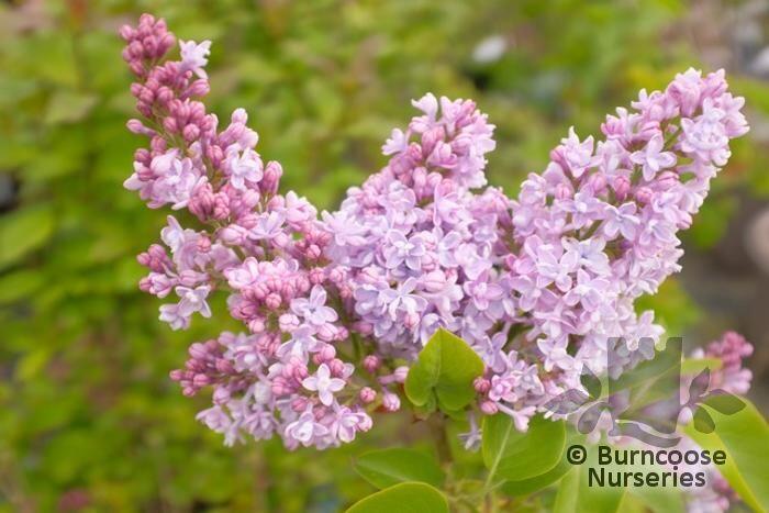 Syringa Vulgaris 'Carpe Diem' from Burncoose Nurseries