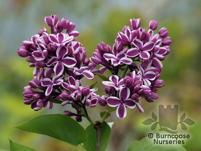 Syringa Vulgaris 'Sensation' from Burncoose Nurseries