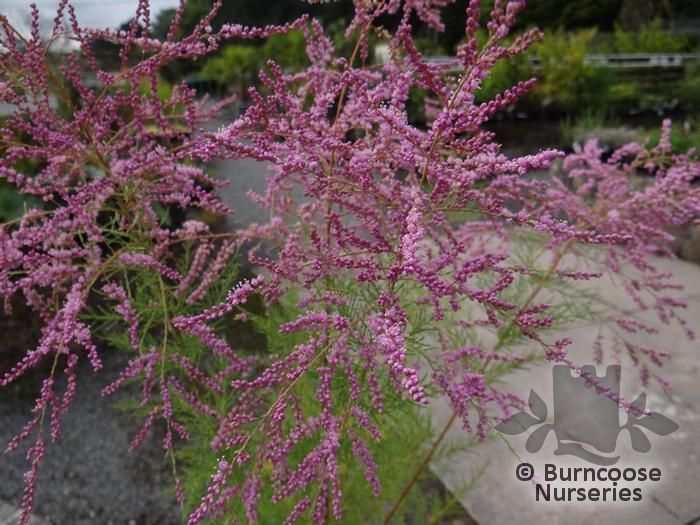 Tamarix from Burncoose Nurseries