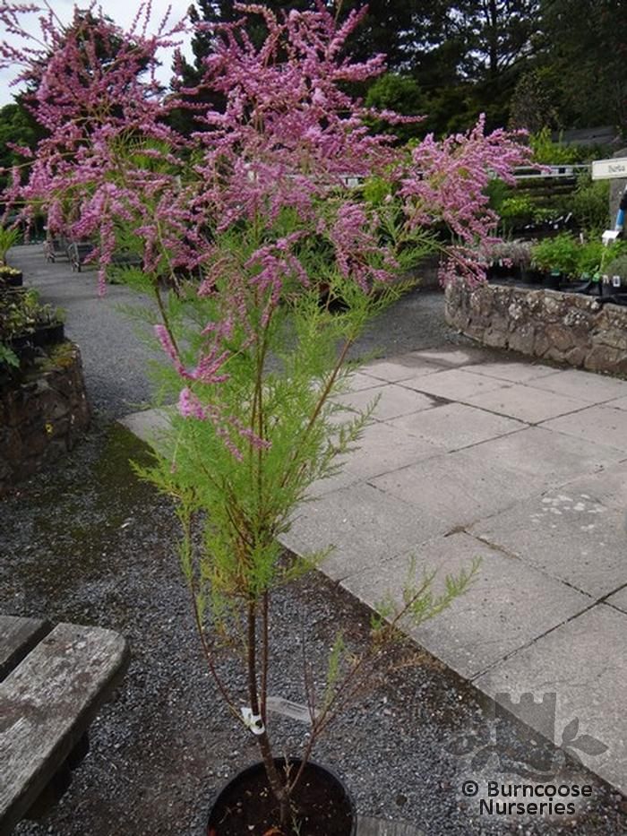 Tamarix Ramosissima 'Pink Cascade' from Burncoose Nurseries